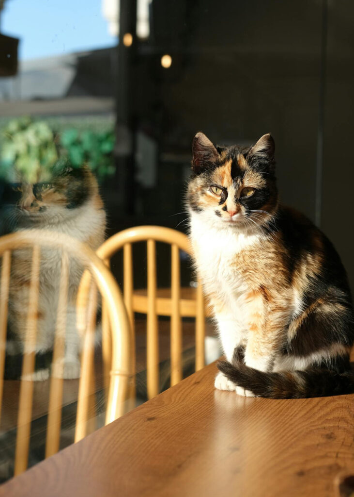 6 Captivating Animal Cafes to Hang Out with Our Furry Pals in Taiwan!