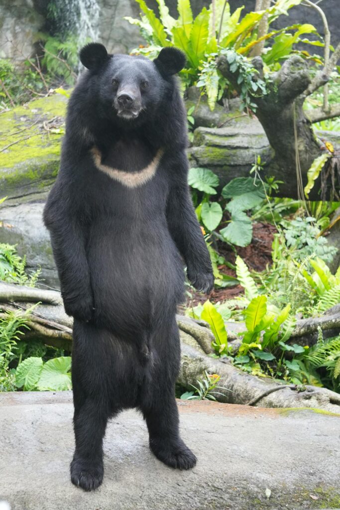 Explosive Black Bear Legends of Taiwan's Wilderness