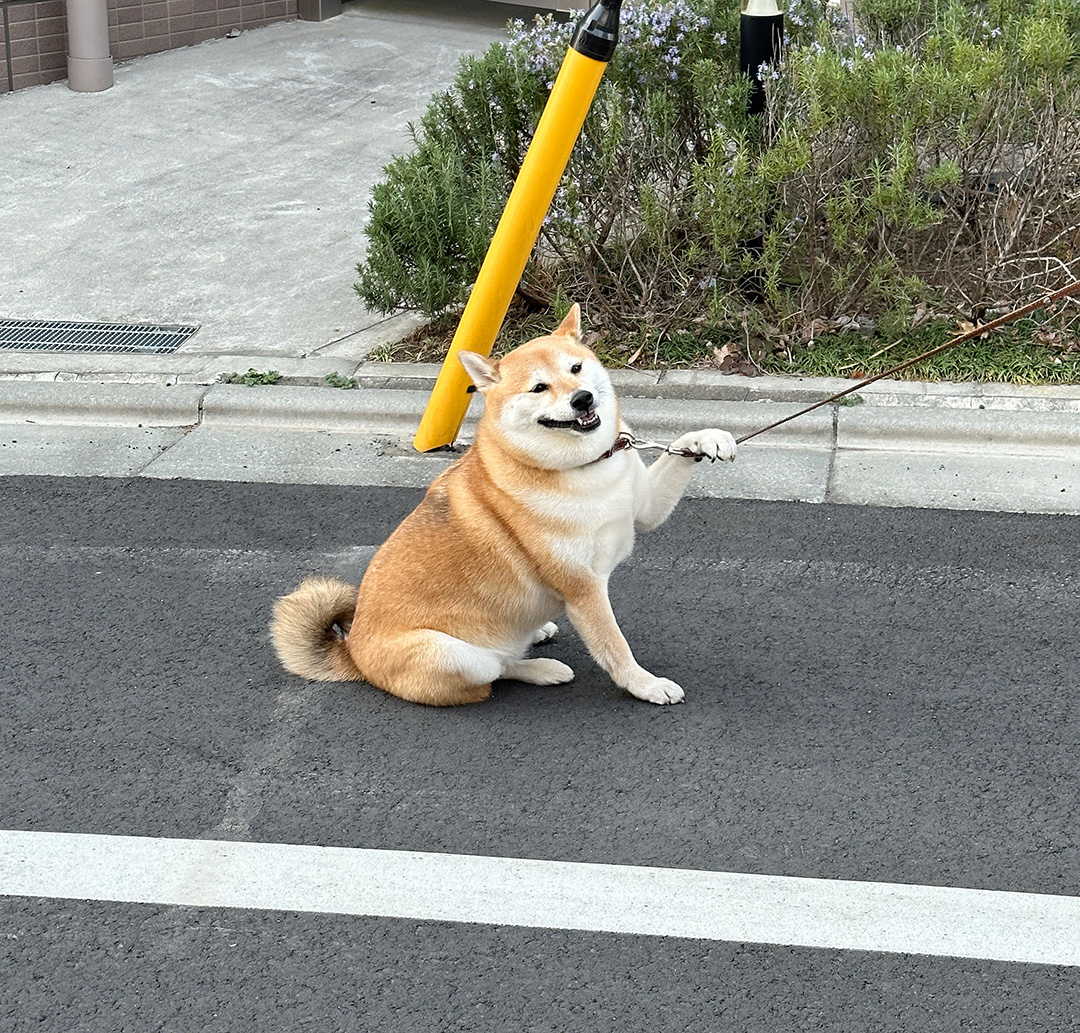 6 Captivating Animal Cafes to Hang Out with Our Furry Pals in Taiwan!